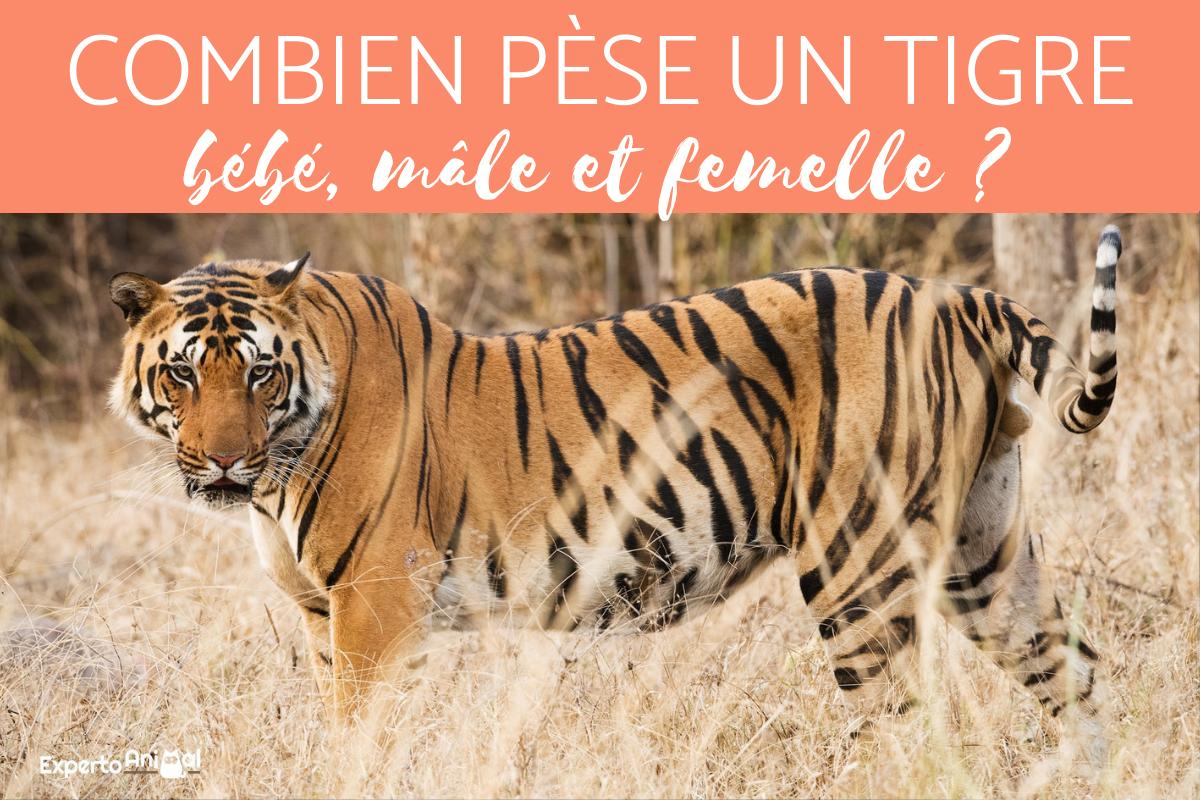 Poids d'un tigre - Bébé, adulte, mâle et femelle