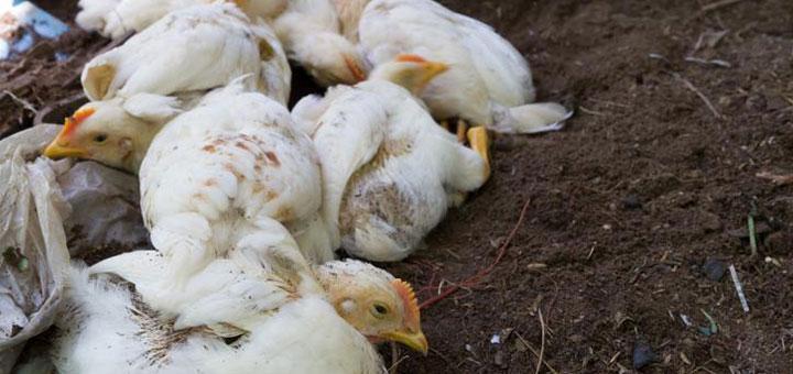 +15 Maladies des poules et leurs symptômes
