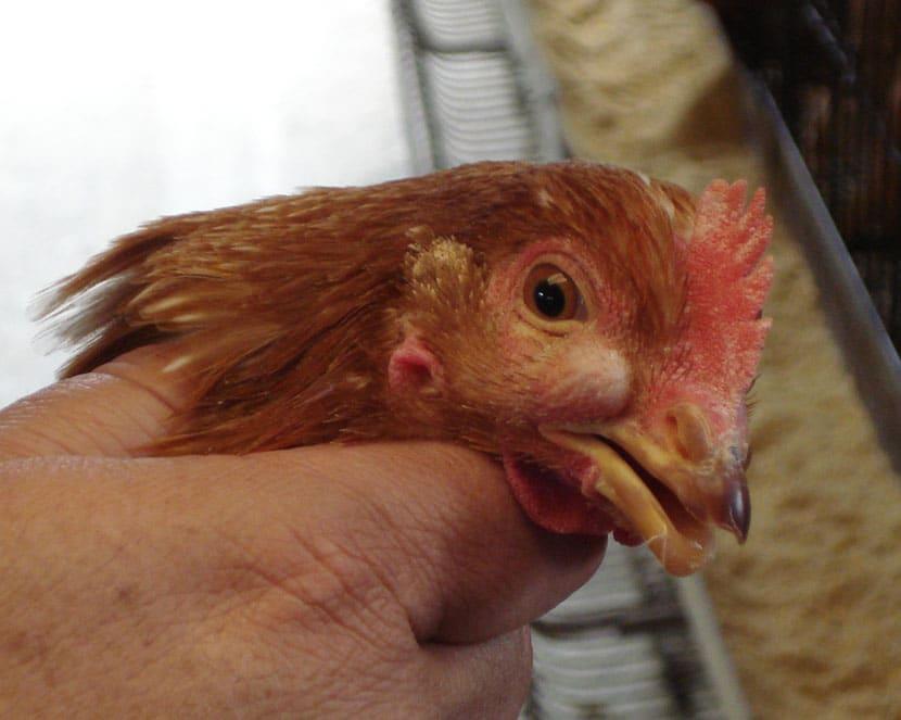 +15 Maladies des poules et leurs symptômes