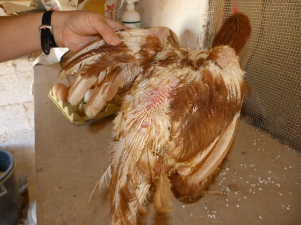 +15 Maladies des poules et leurs symptômes