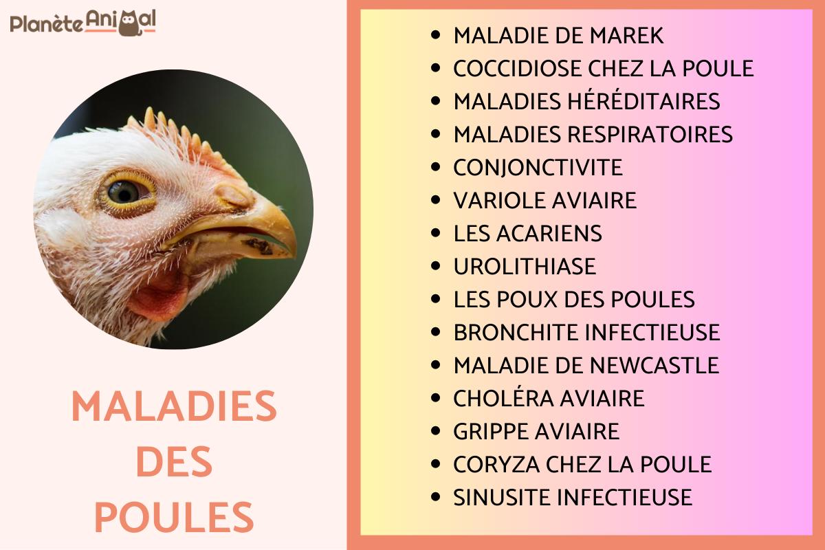 +15 Maladies des poules et leurs symptômes
