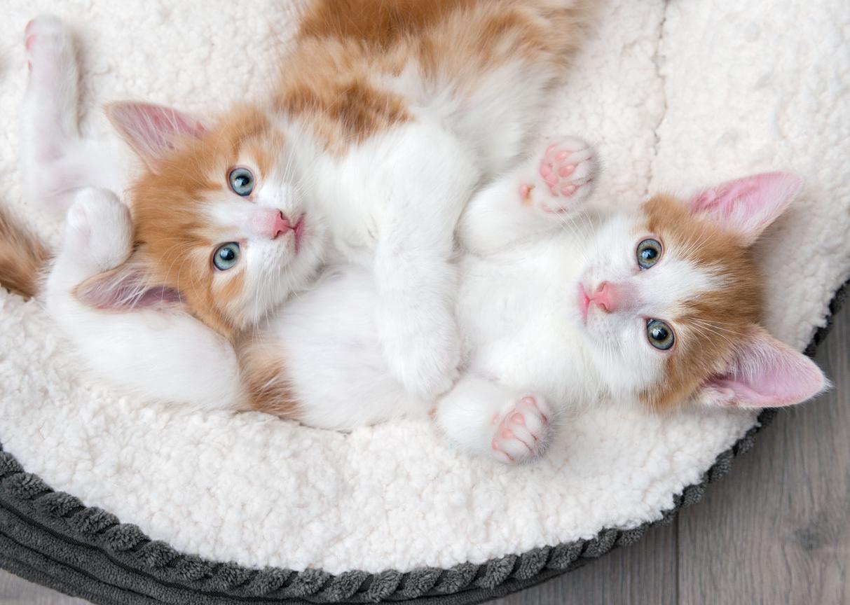 Le chat domestique et son caractère - GUIDE COMPLET