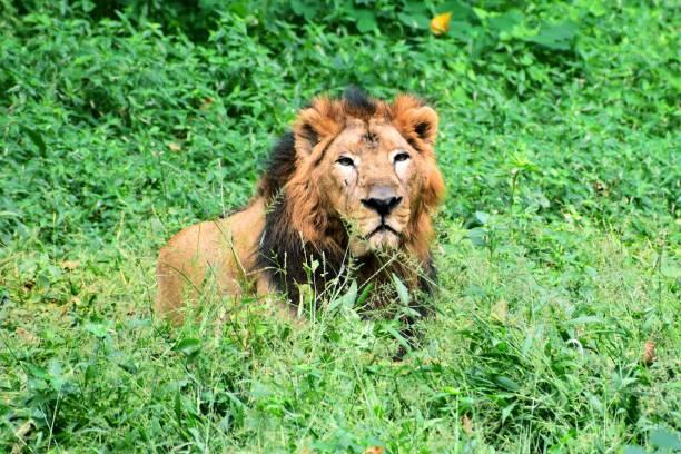 Où vivent les LIONS