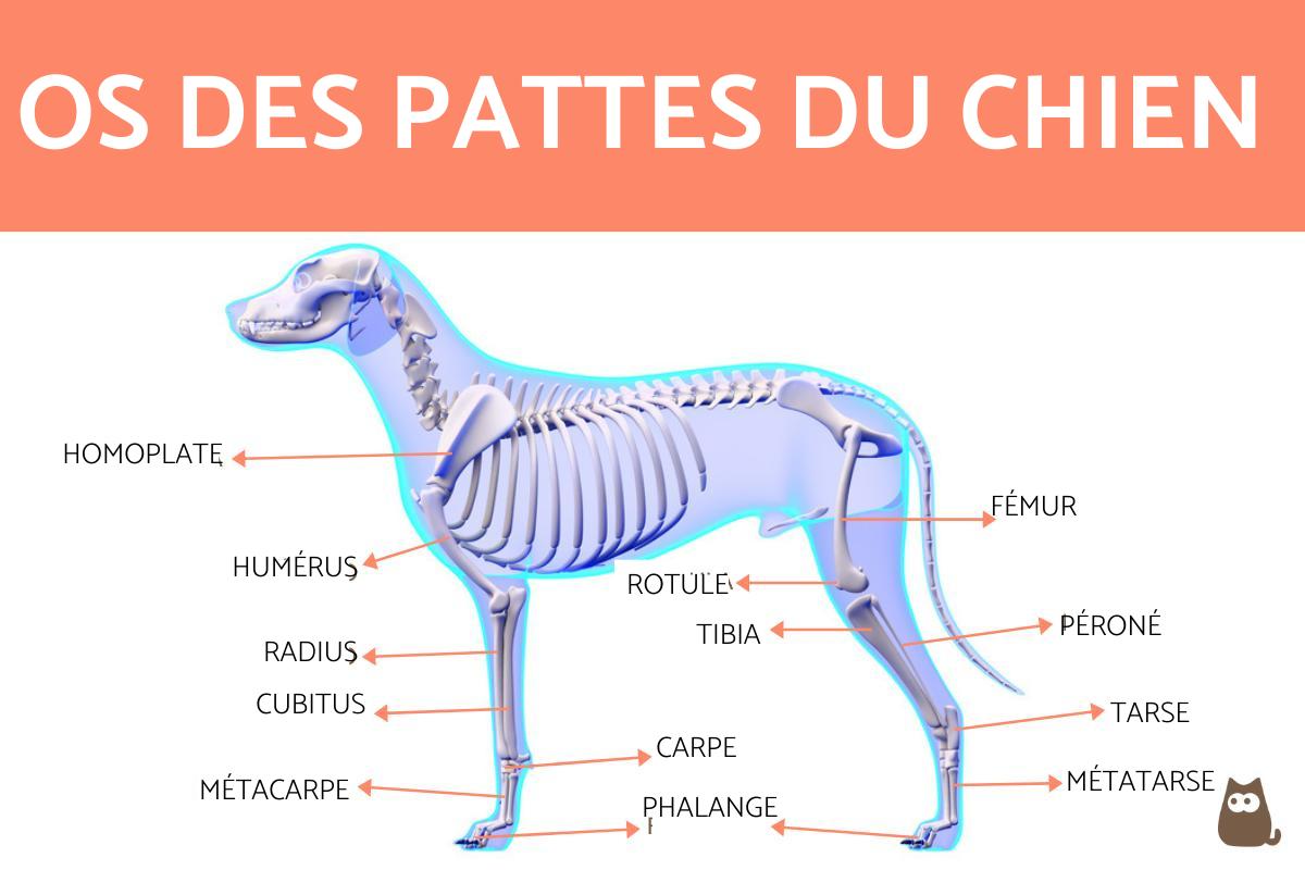 Anatomie de la patte du chien - GUIDE COMPLET