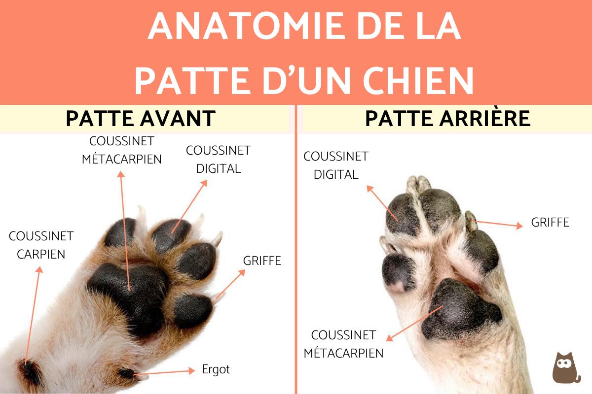 Anatomie de la patte du chien - GUIDE COMPLET