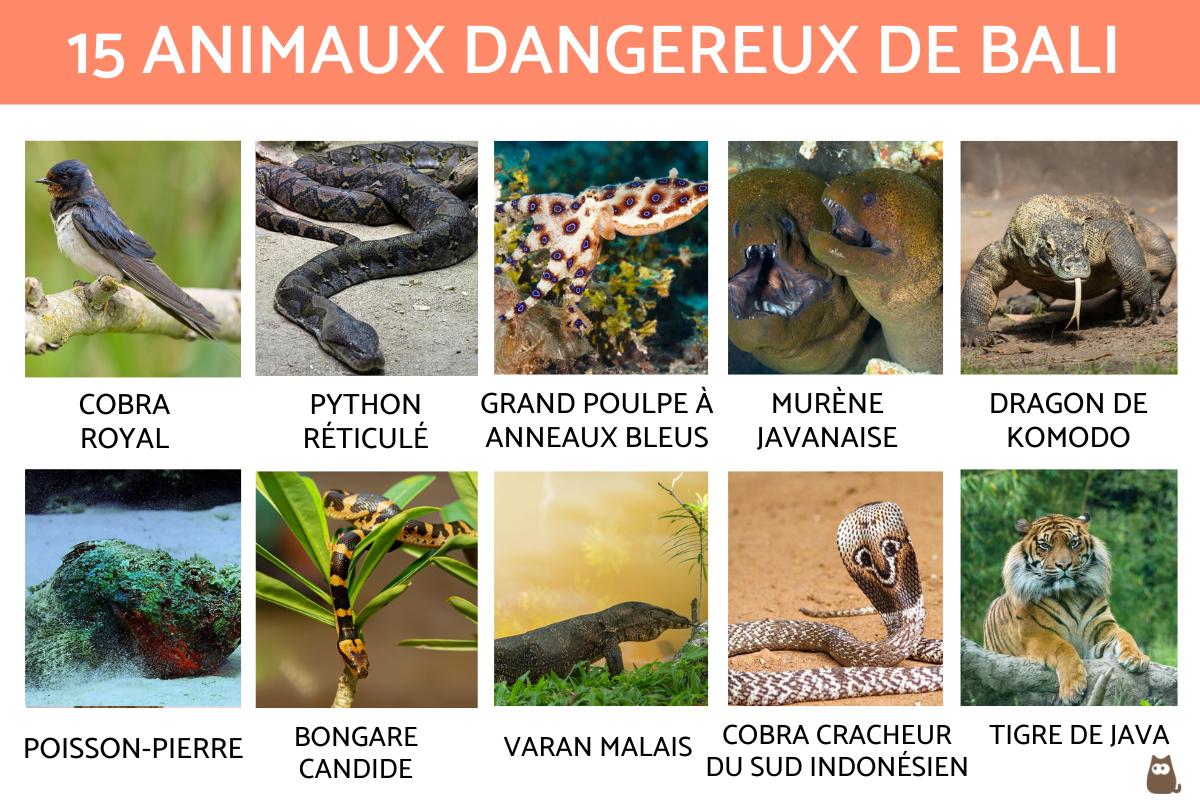 15 animaux dangereux de Bali - NOMS et PHOTOS des animaux