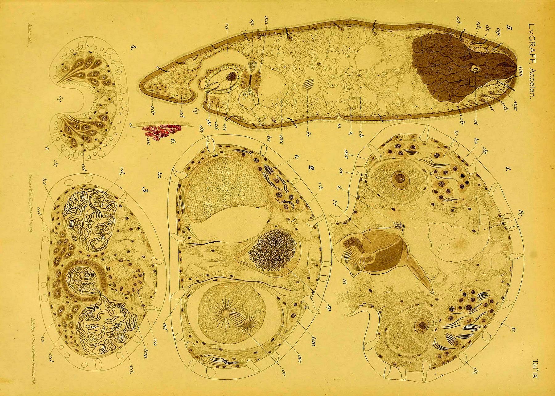 9 animaux sans os ou invertébrés - NOMS & CLASSIFICATION