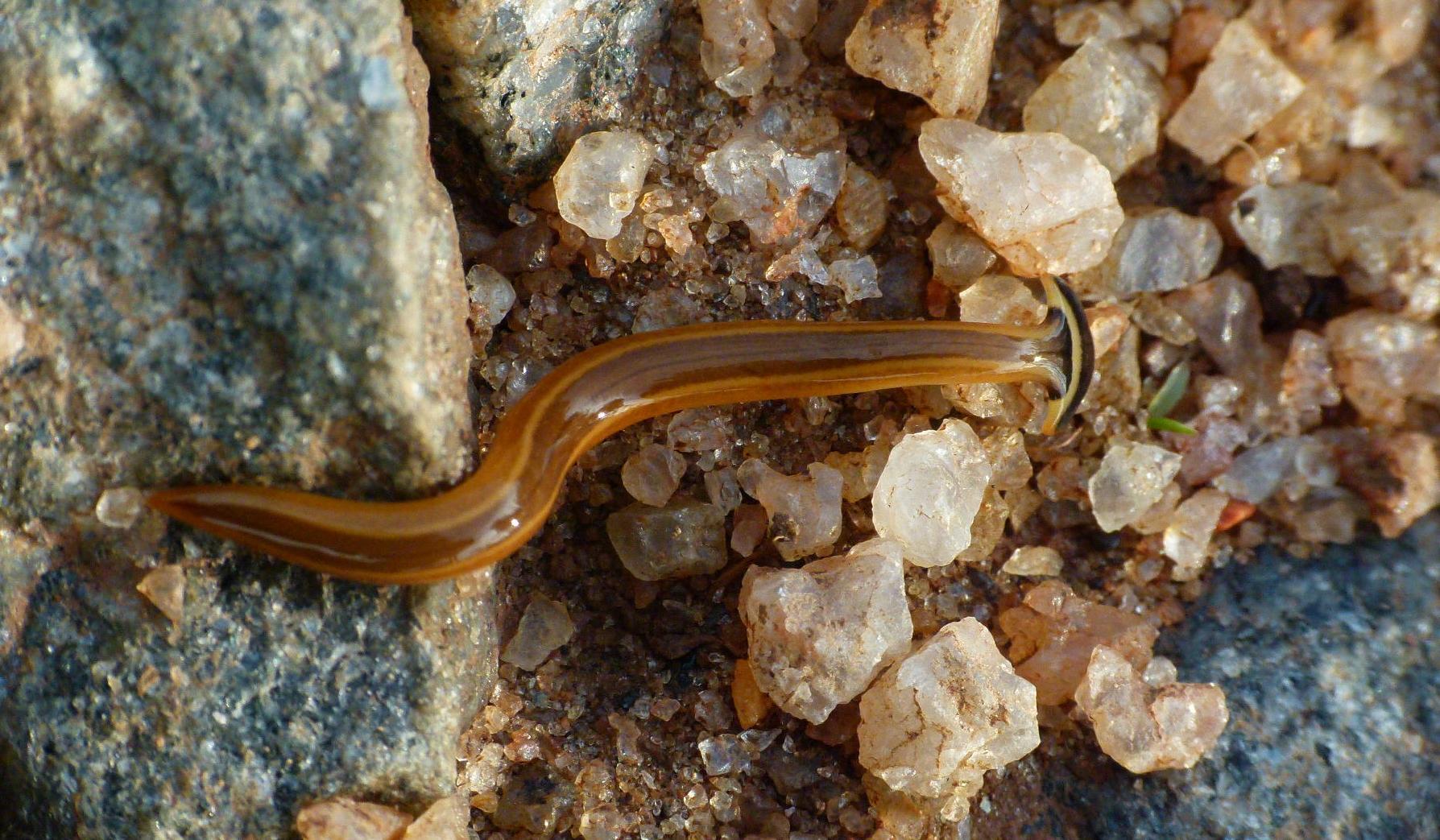 9 animaux sans os ou invertébrés - NOMS & CLASSIFICATION