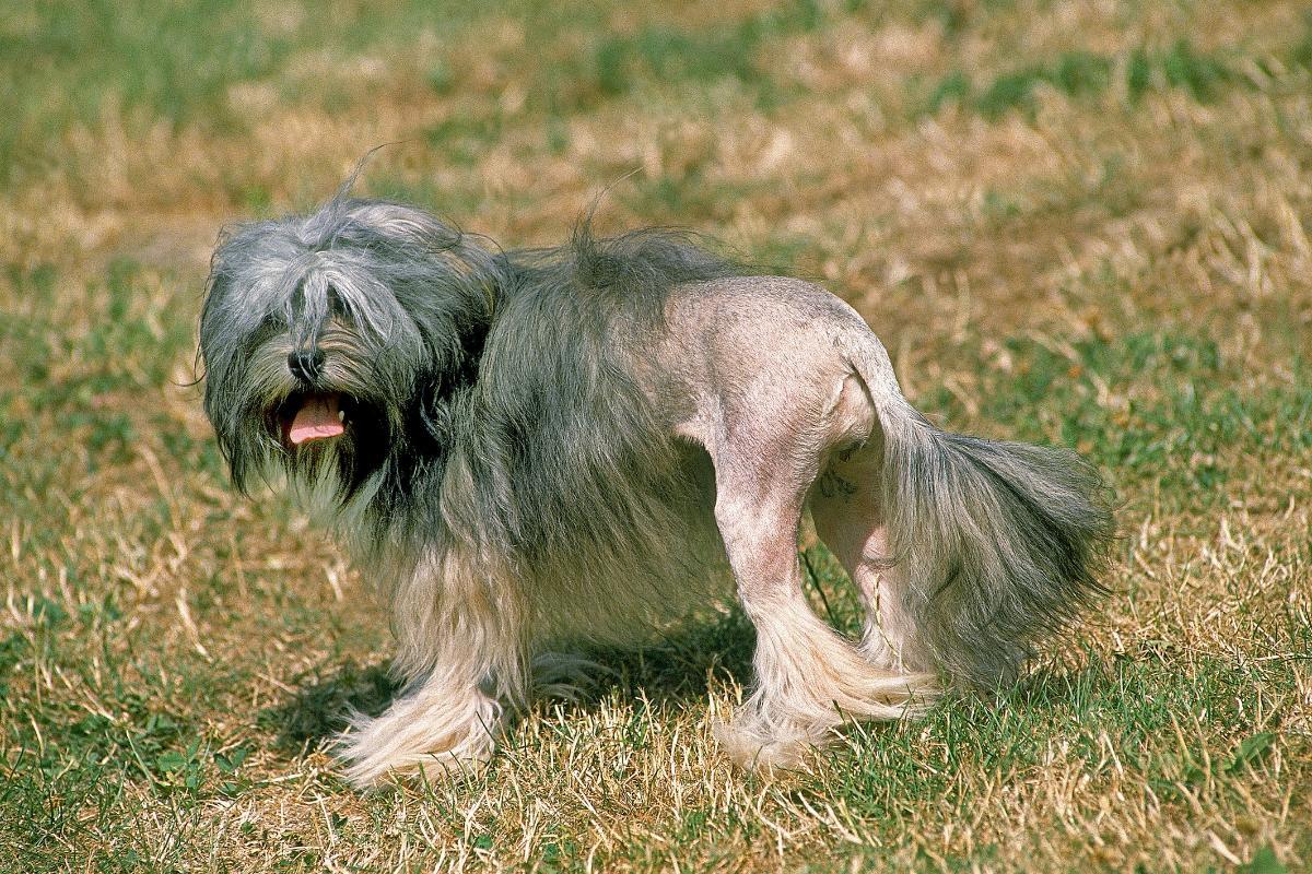 Quel est le chien le plus cher au monde