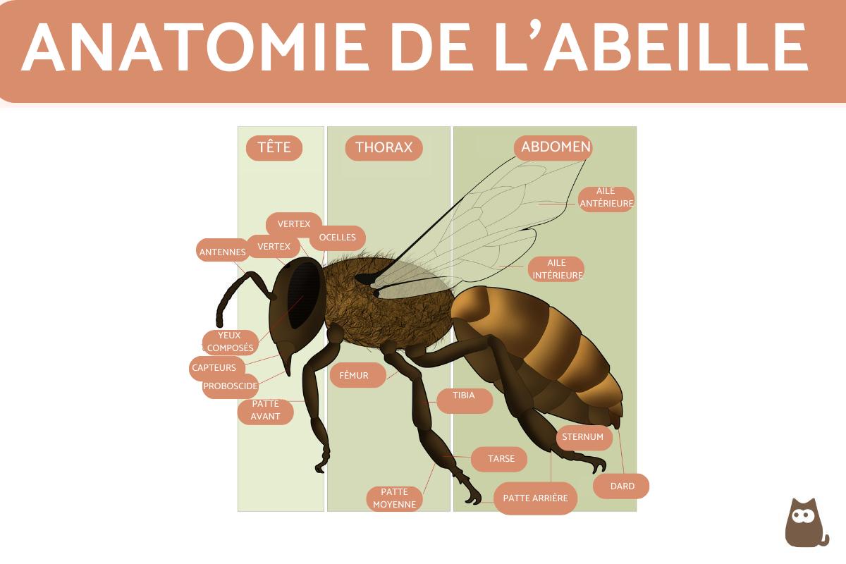 Anatomie d'une abeille - EXTERNE et INTERNE