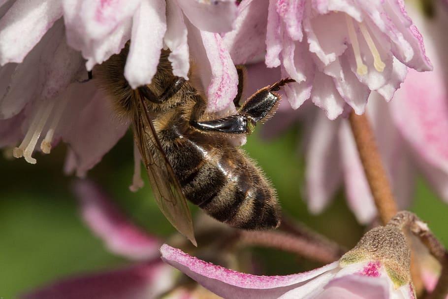Anatomie d'une abeille - EXTERNE et INTERNE