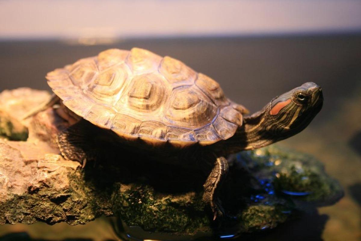 Tortue à oreilles rouges ou tortue de Floride - Alimentation et soins