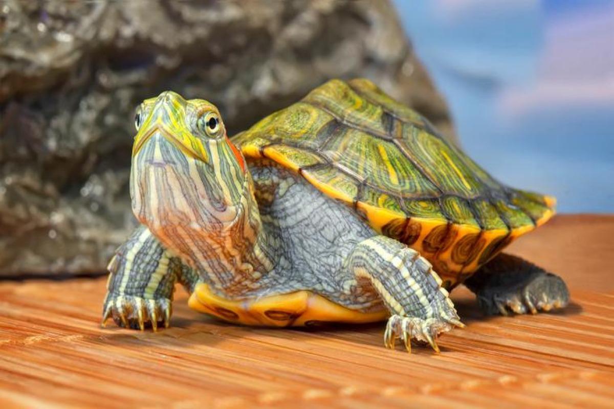 Tortue à oreilles rouges ou tortue de Floride - Alimentation et soins
