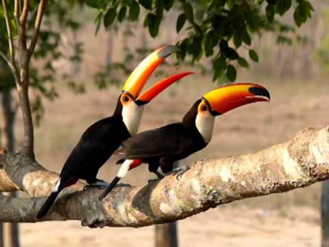 L'alimentation du toucan