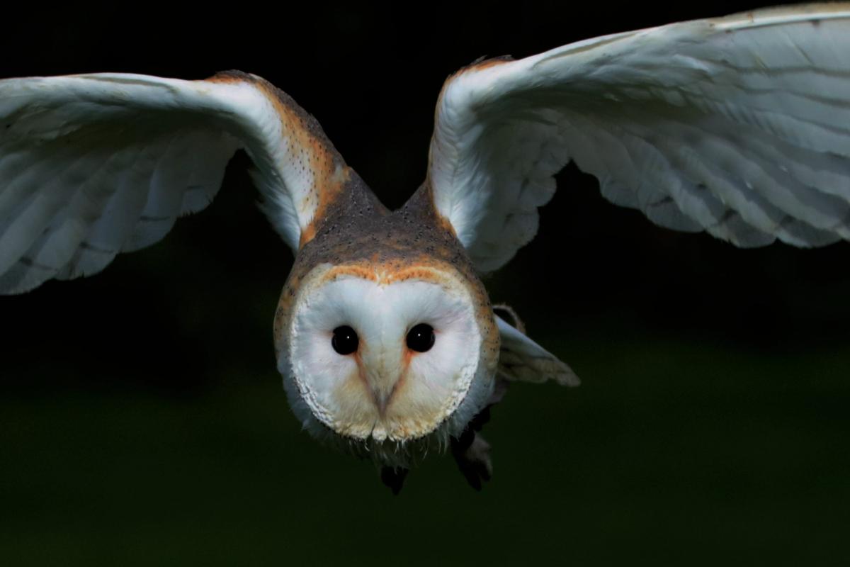 50 ANIMAUX en C - Liste et photo