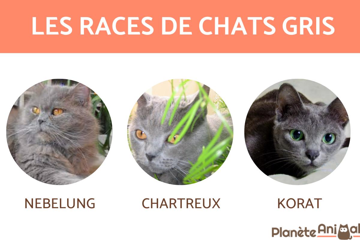 RACES de CHATS GRIS