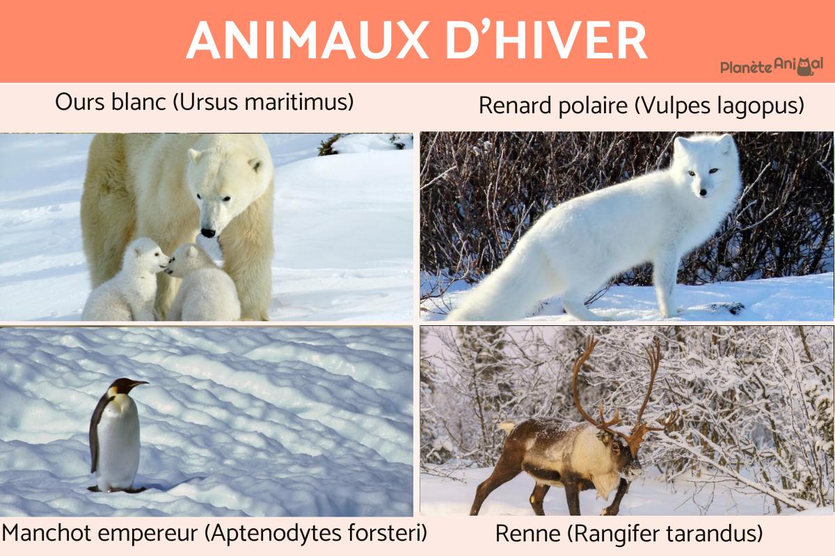 20 Animaux d'hiver - Liste des NOMS et PHOTOS