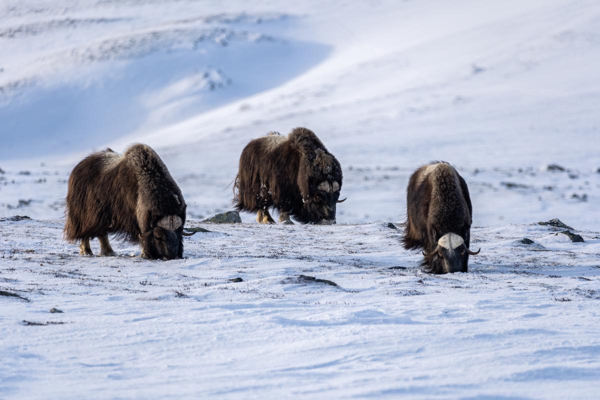 20 Animaux d'hiver - Liste des NOMS et PHOTOS