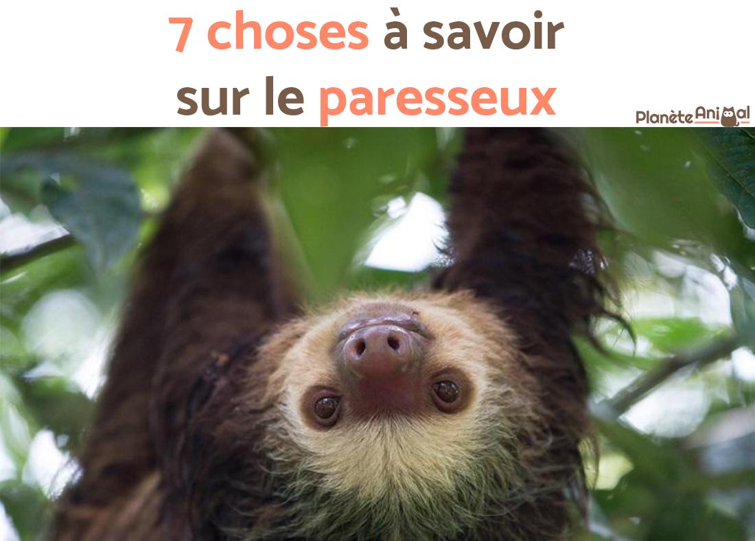 Le paresseux - 7 choses à savoir