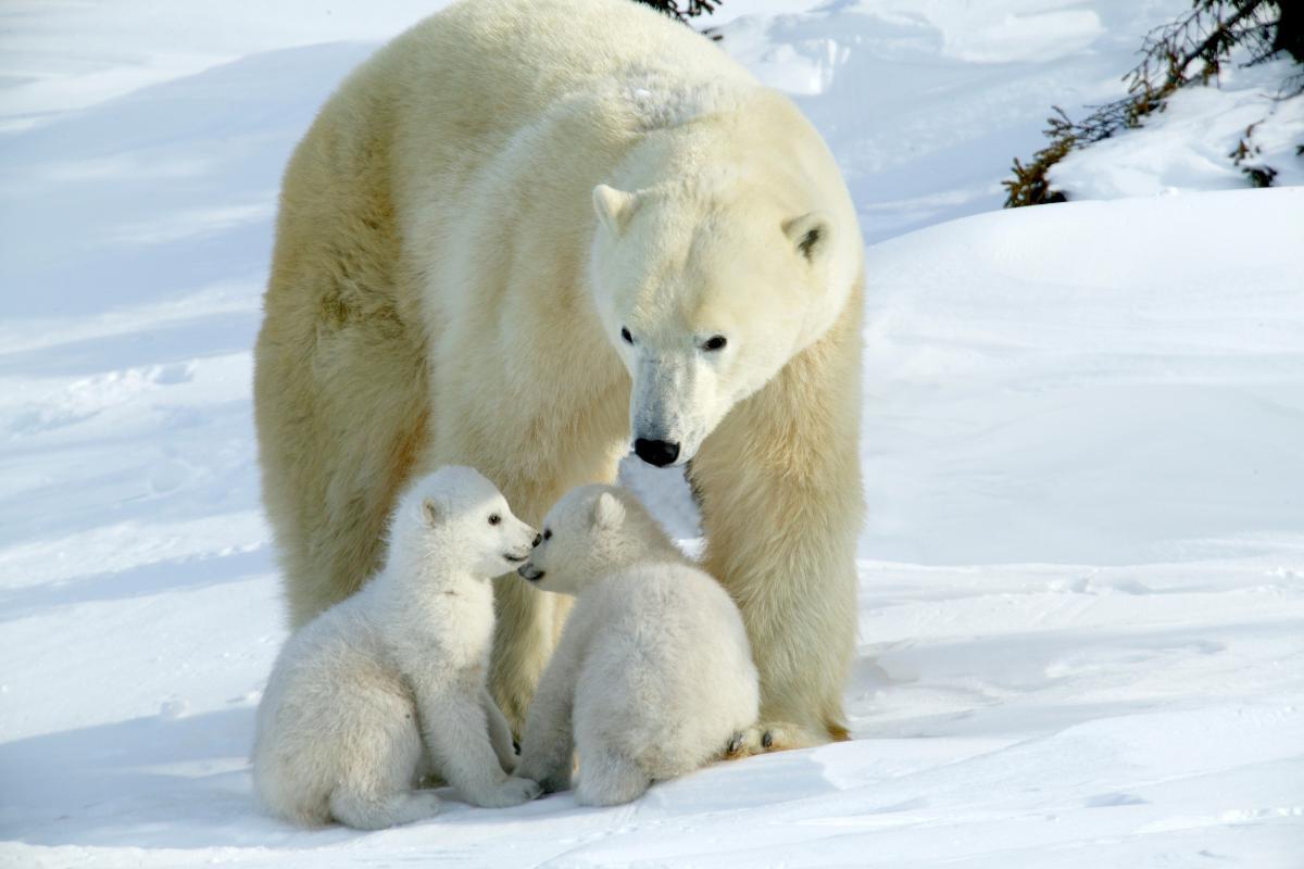 20 Animaux d'hiver - Liste des NOMS et PHOTOS