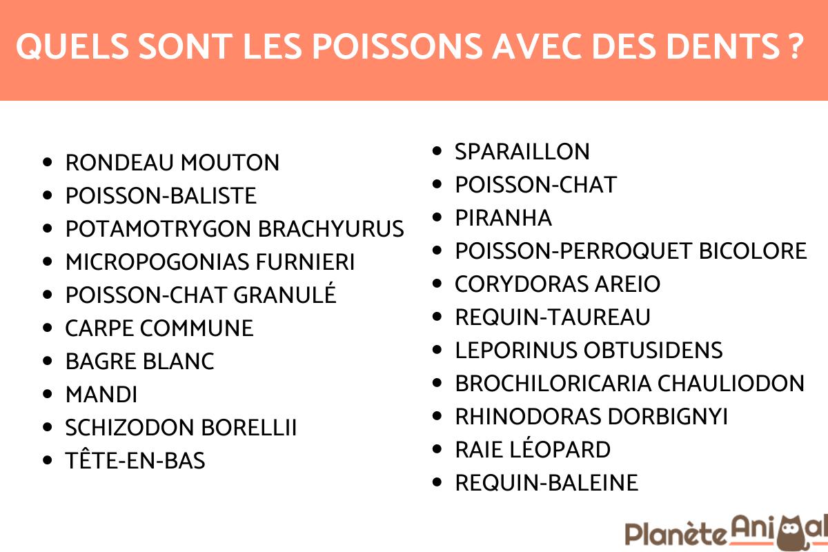 POISSONS avec des DENTS - CARACTÉRISTIQUES et EXEMPLES (+ PHOTOS)
