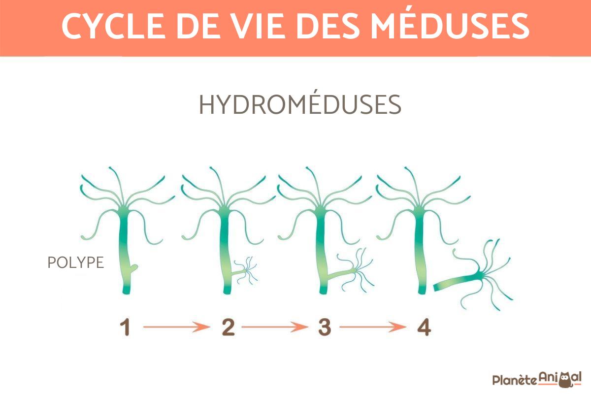 REPRODUCTION DE LA MÉDUSE - Guide complet avec photos