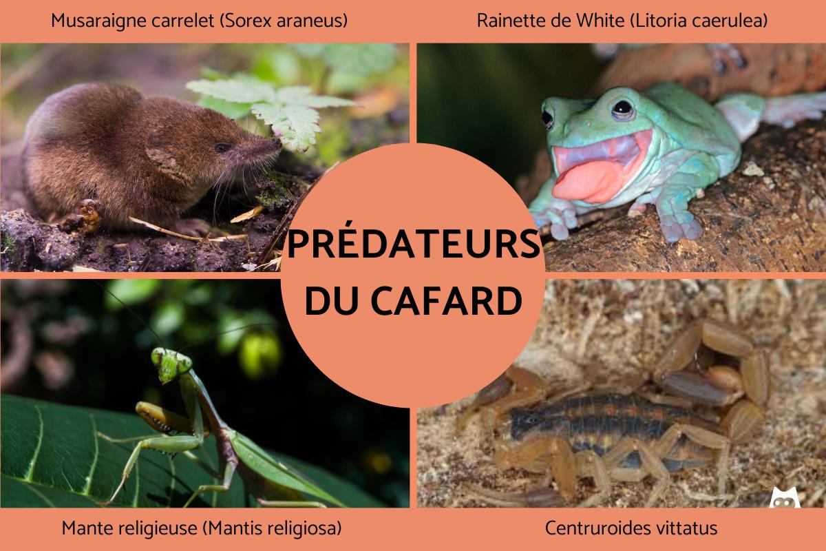 10 Prédateurs du cafard - avec PHOTOS