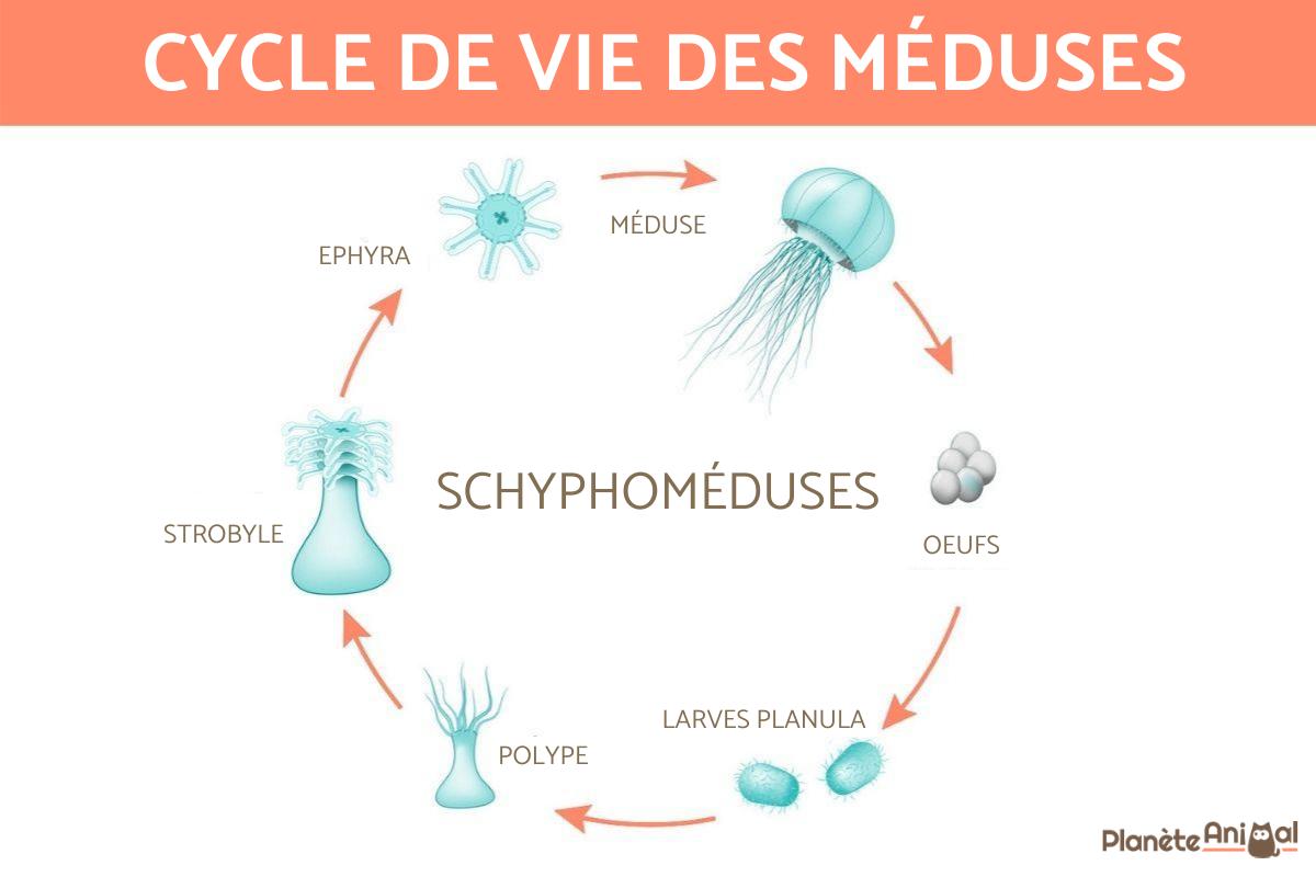 REPRODUCTION DE LA MÉDUSE - Guide complet avec photos