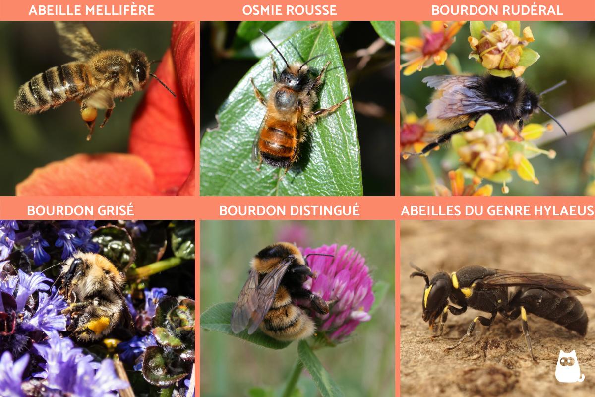 Abeilles en VOIE de DISPARITION - CAUSES, ESPÈCES MENACÉES et SOLUTIONS