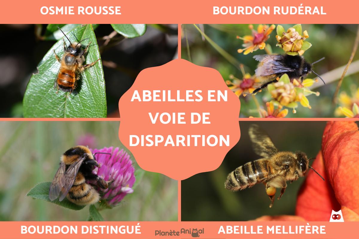Abeilles en VOIE de DISPARITION - CAUSES, ESPÈCES MENACÉES et SOLUTIONS