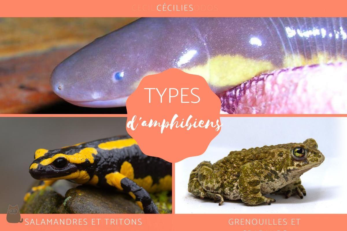 Amphibiens - Définition, caractéristiques et exemples
