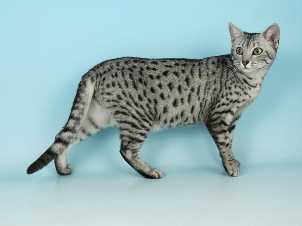 Quel est le chat le plus cher du monde