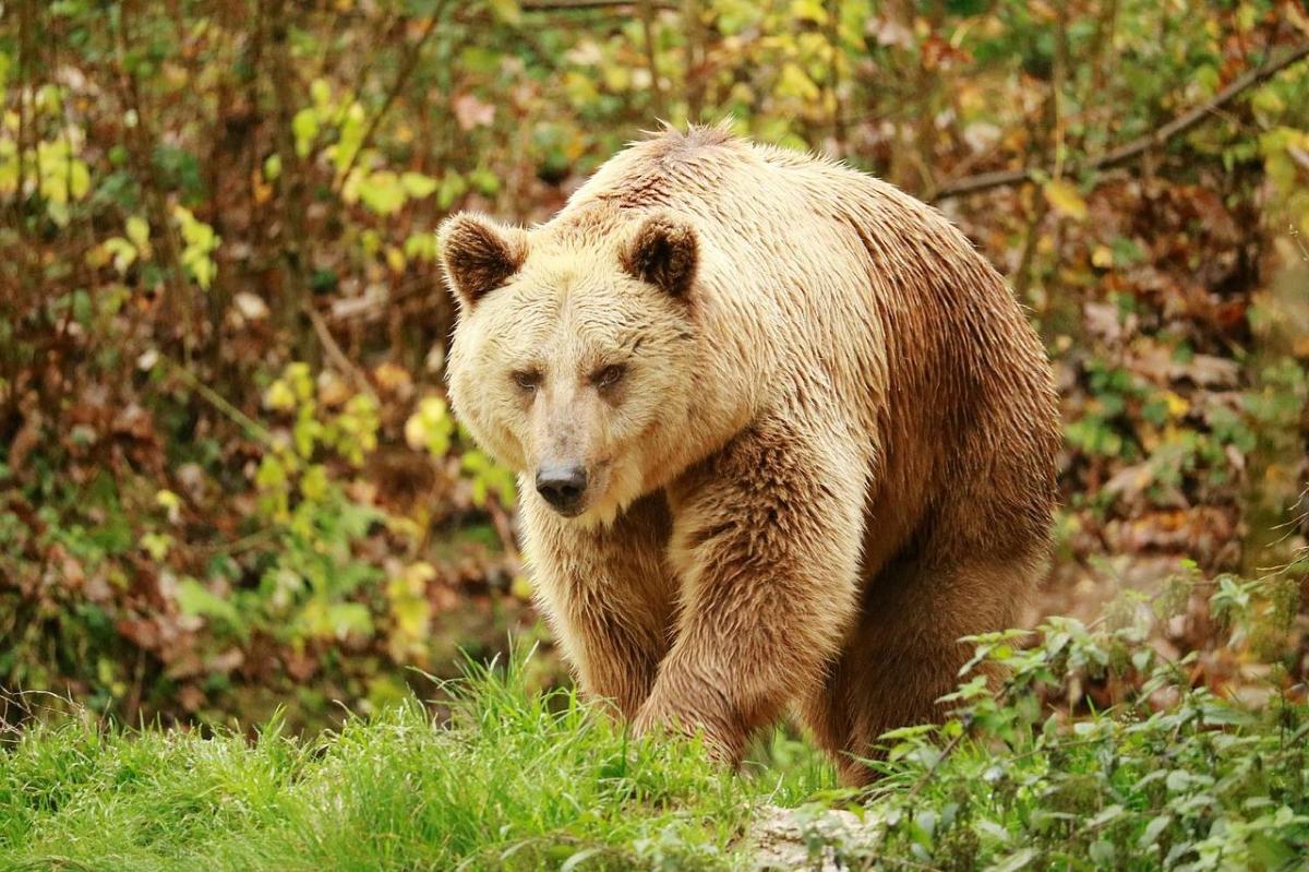 Animaux omnivores - Définition, liste et photos