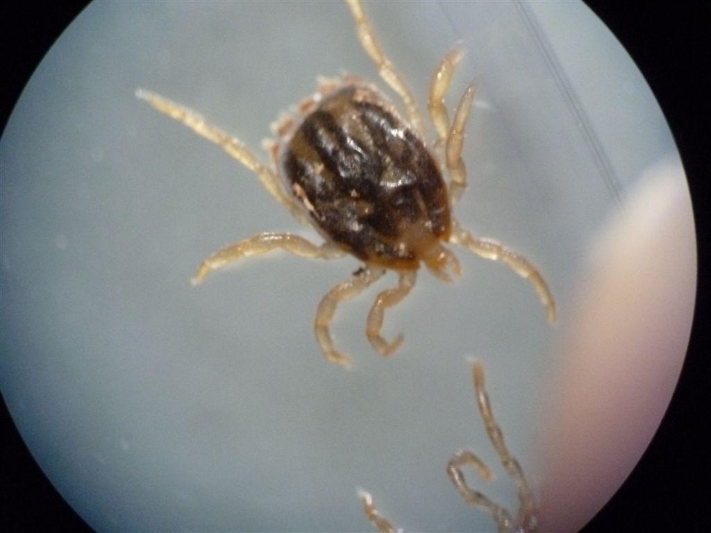 Les soins du canari - Tout savoir sur le canari
