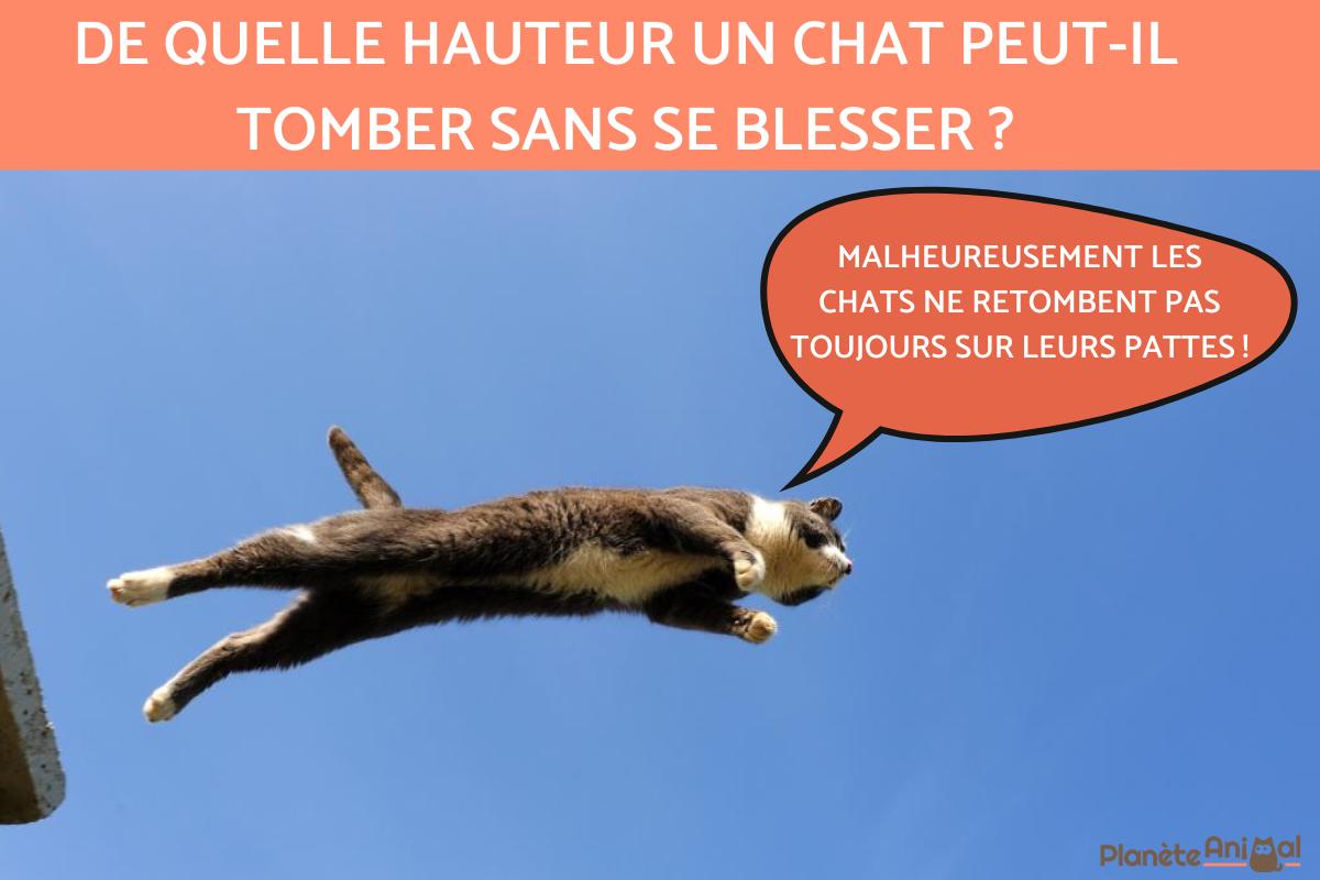 De quelle hauteur un chat peut-il tomber sans se blesser ? - 6 étages