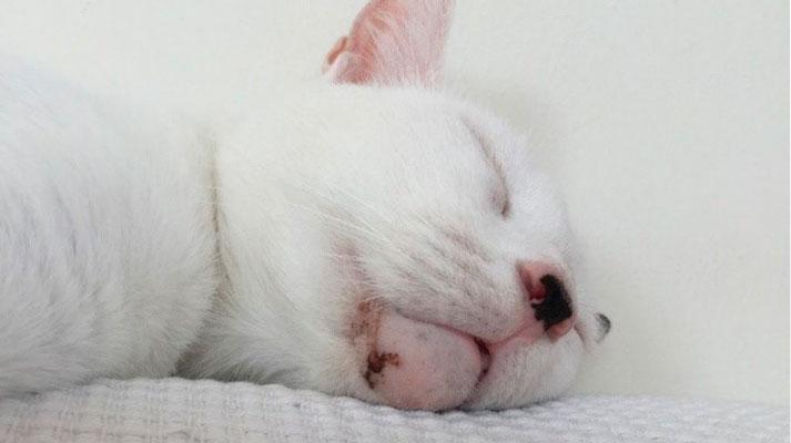 ACNÉ du CHAT - CONTAGION, SYMPTÔMES et TRAITEMENT