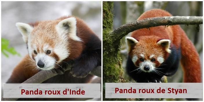 Ce qu'il faut savoir sur le PANDA ROUX - Caractère, comportement ...
