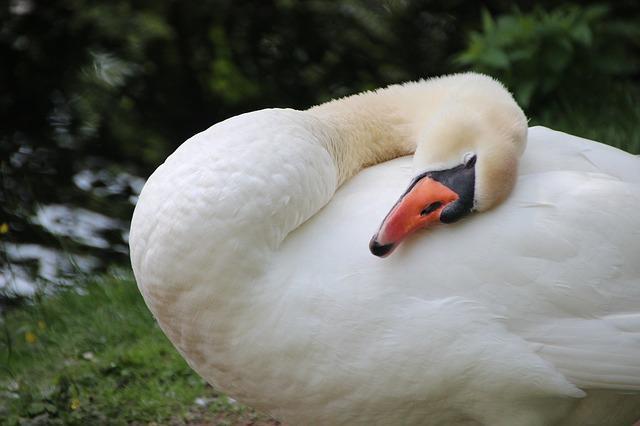 Cygnes - Espèces, caractéristiques, alimentation, habitat et bébé