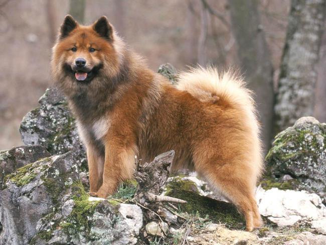 Quelles sont les plus anciennes races de chiens ? - Top 18