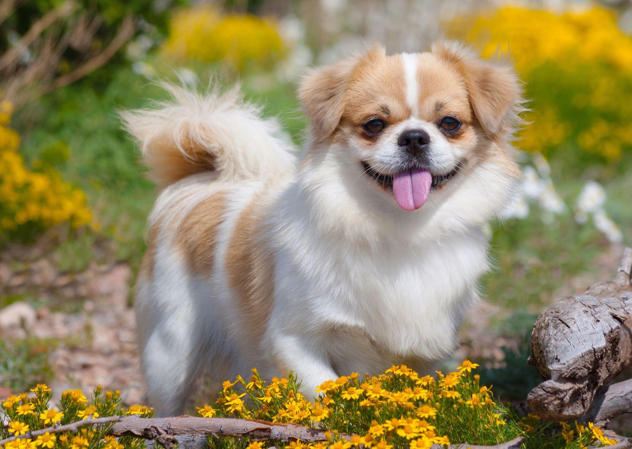 Quelles sont les plus anciennes races de chiens ? - Top 18