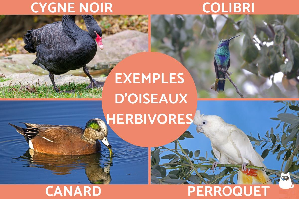 Oiseaux herbivores - Liste, espèces et caractéristiques