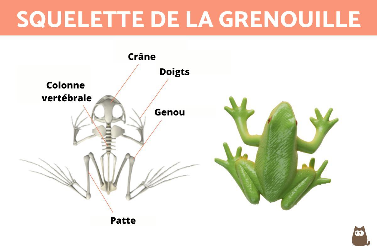 Squelette de la grenouille