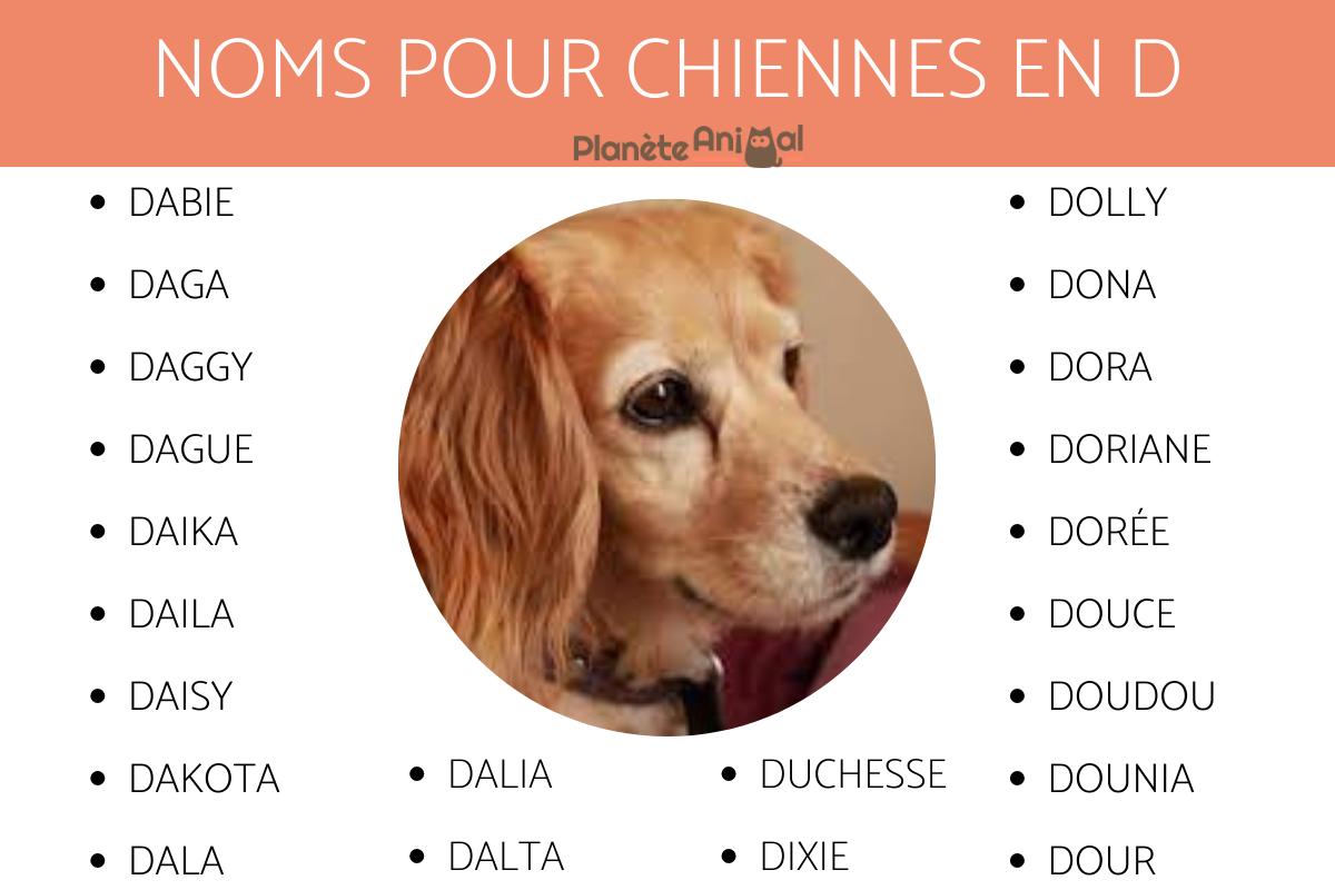 NOMS pour CHIENNES JOLIS et ORIGINAUX - + de 900 noms de A à Z