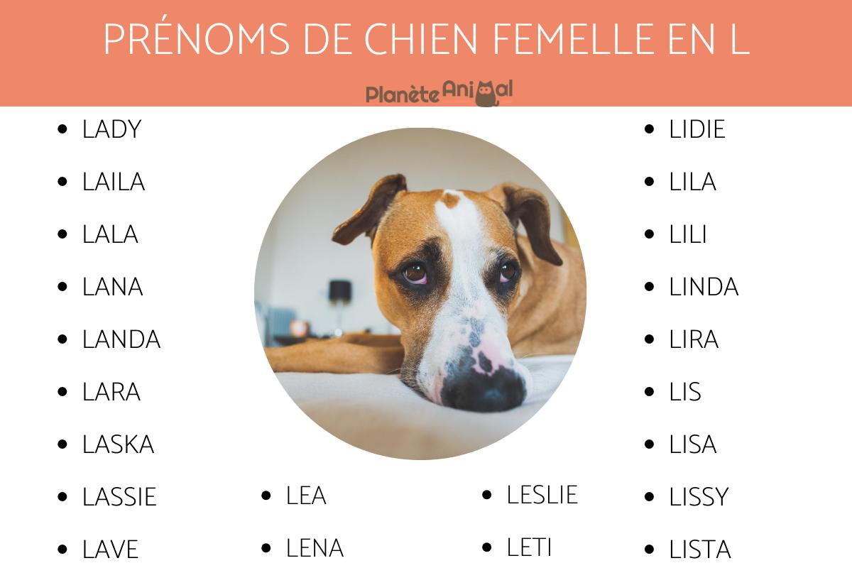 NOMS pour CHIENNES JOLIS et ORIGINAUX - + de 900 noms de A à Z