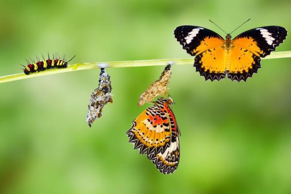 Arthropode - Définition, classification et exemples