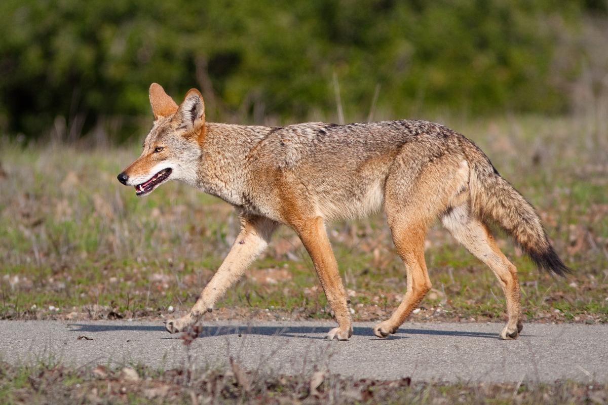 14 Animaux d'Amérique du Nord - Noms et PHOTOS 14 Animaux d'Amérique du Nord - Noms et PHOTOS