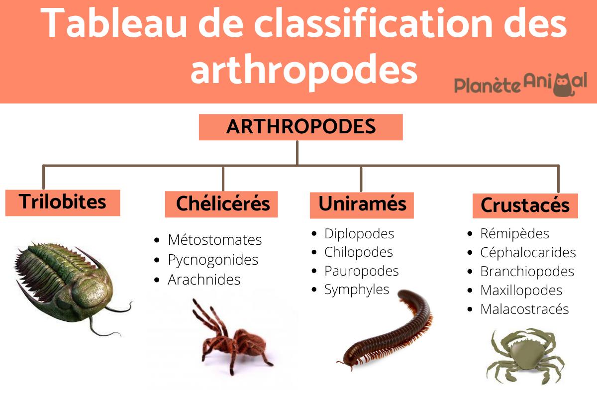 Arthropode - Définition, classification et exemples