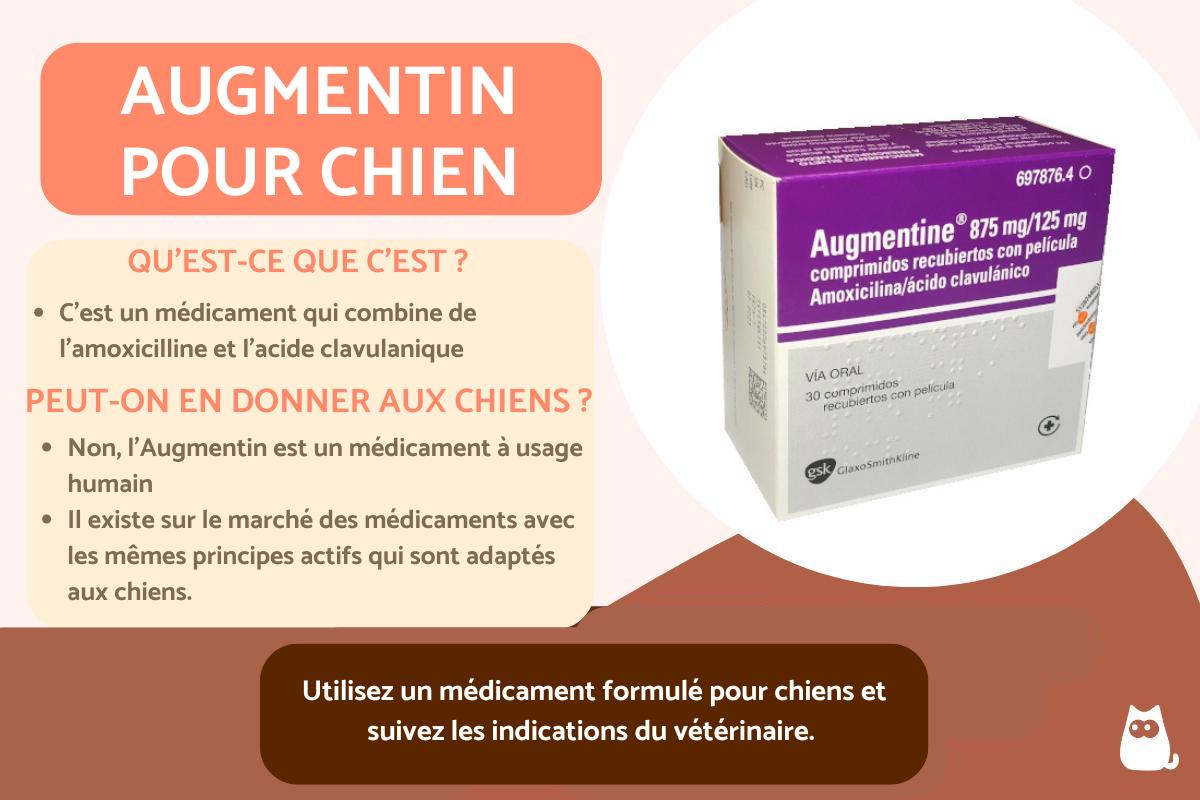 Augmentin pour chien : posologie, effets secondaires et contre-indications