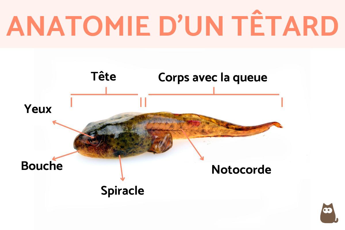 Anatomie de la grenouille - INTERNE et EXTERNE (avec SCHÉMAS)