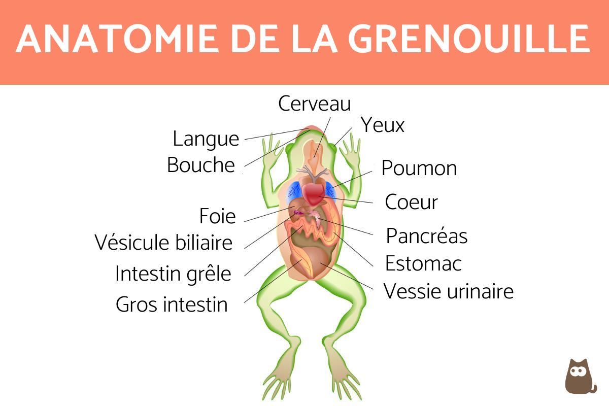 Anatomie de la grenouille - INTERNE et EXTERNE (avec SCHÉMAS)